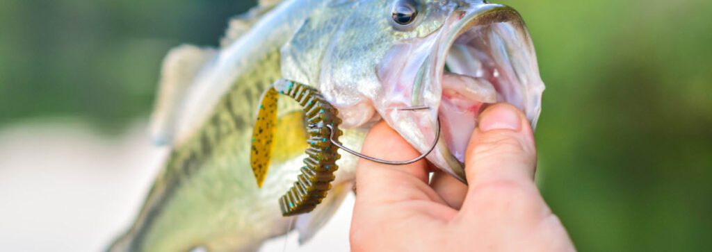 5 Best Lures For Largemouth Bass Fishing In 2025
