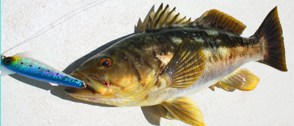5 Best Lures For Smallmouth Bass In 2026