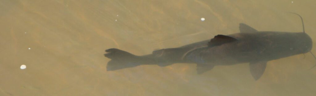 3 Best Catfish Rods To Hold Whiskered Monsters In 2023