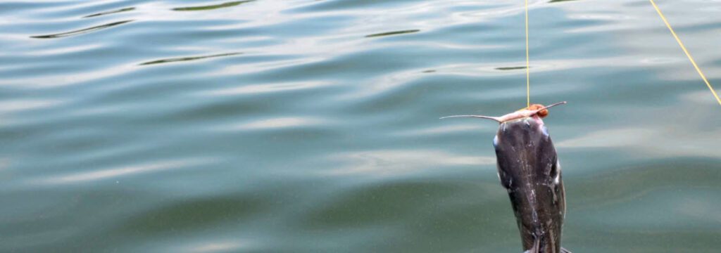 Three Best Catfish Rod And Reel Combos In 2026