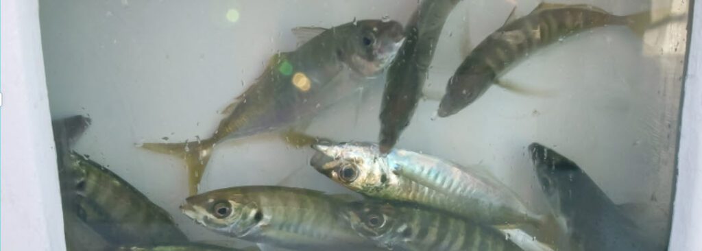 3 Best Portable Live Bait Wells To Keep Them Swimming 2026