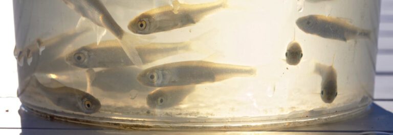 3 Best Portable Live Bait Wells To Keep Them Swimming 2026