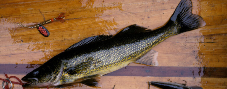 Walleye