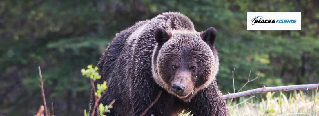 3 Best Bear Proof Containers For Camping In 2025