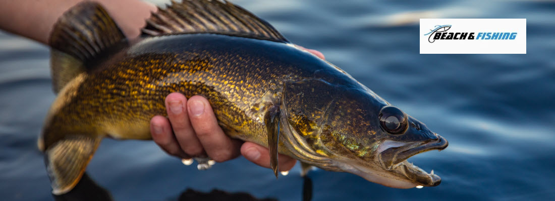 Best Live Bait For Walleye To Snap Up In 2022
