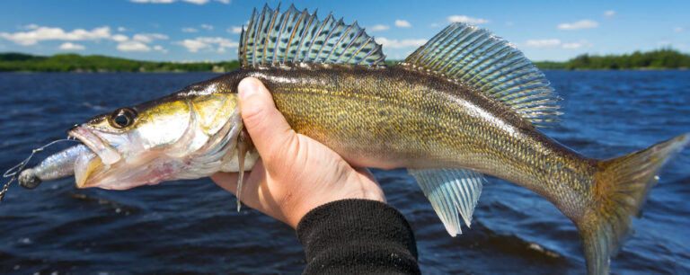 3 Best Lures For Walleye To Reel Em In With In 2025