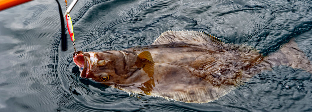 5 Tips For Catching Halibut In 2025