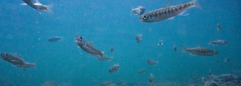 6 Tips For Effective Chumming In 2025