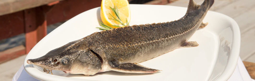 Sturgeon