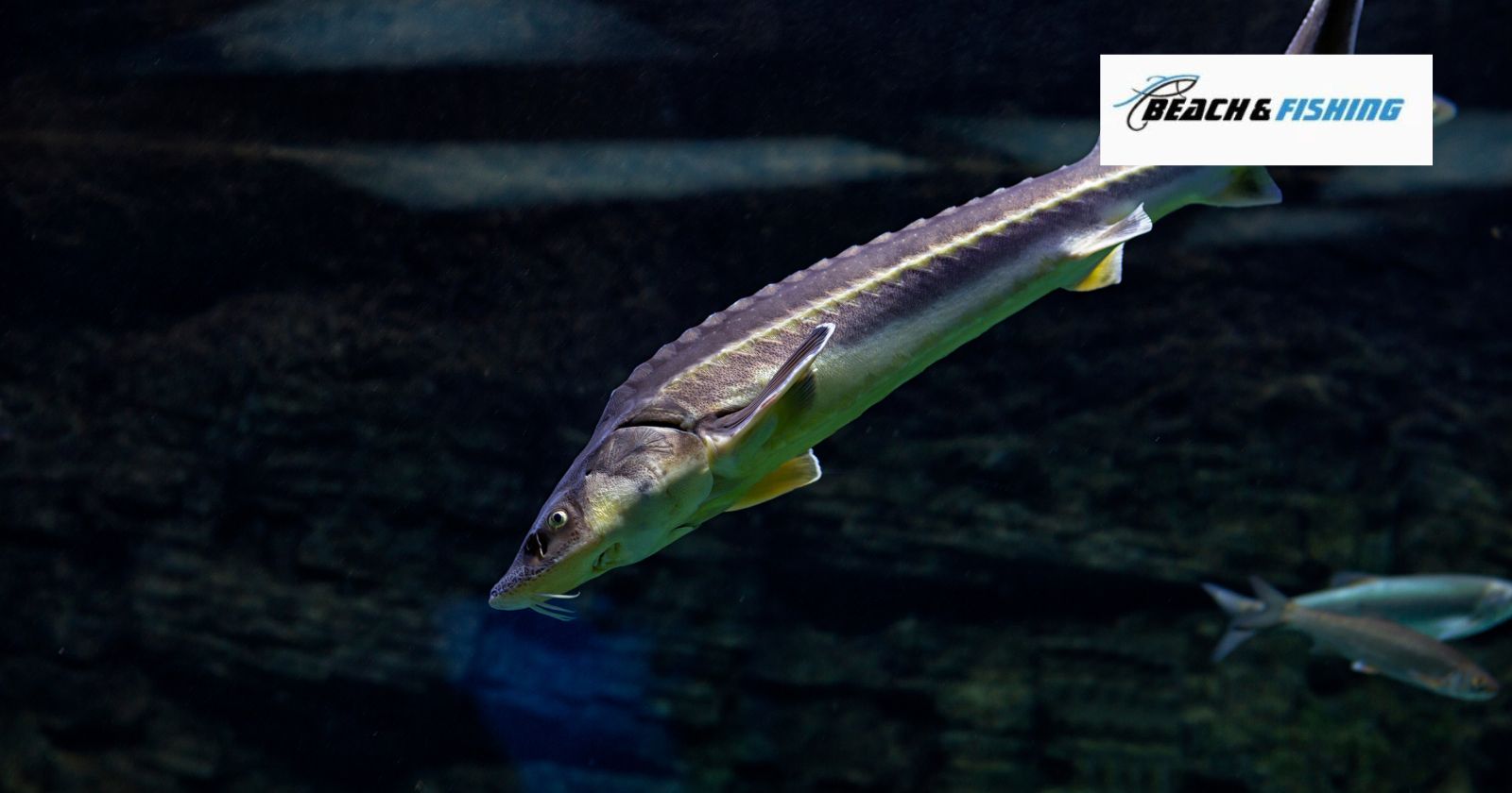 5 Tips For Catching Sturgeon In 2026