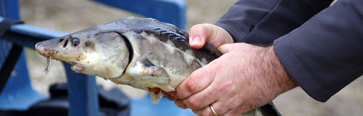 5 Tips For Catching Sturgeon In 2026