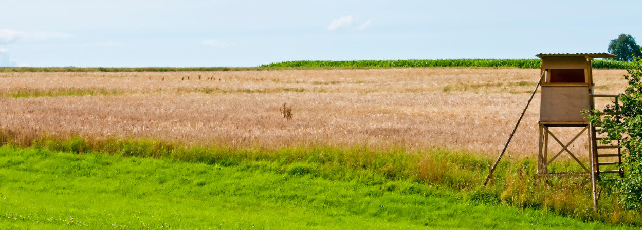 6 Tips For Hunting In Summer