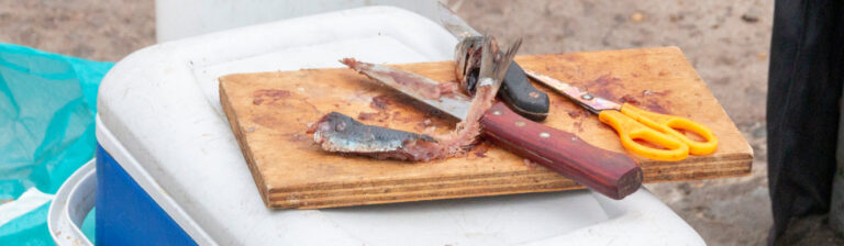 5 Best Live Bait Options For Catching Pompano | Beach and Fishing