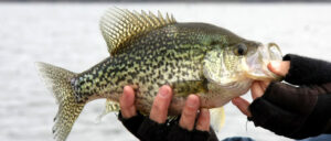 Can You Eat Crappie?