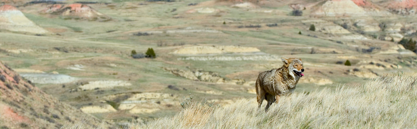 3 Best Predator Calls For Hunting In 2026
