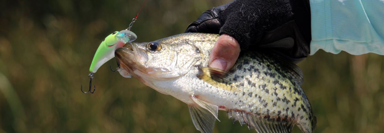 5 Tips For Catching Crappie In 2026
