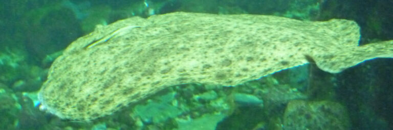 3 Best Trolling Rod And Reel Combos For Halibut In 2025