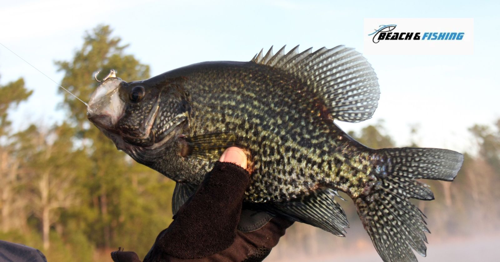 5 Tips For Catching Crappie In 2026