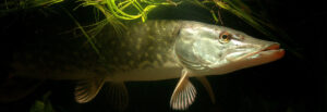 Can You Eat Northern Pike?
