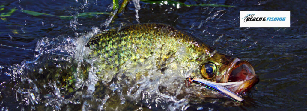5 Tips For Catching Crappie In 2022