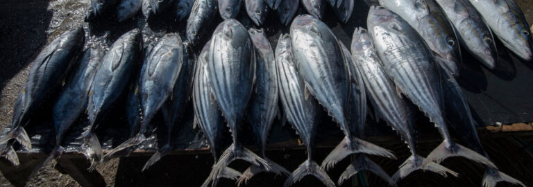 5 Best Live Bait Options For Catching Skipjack Tuna In 2025