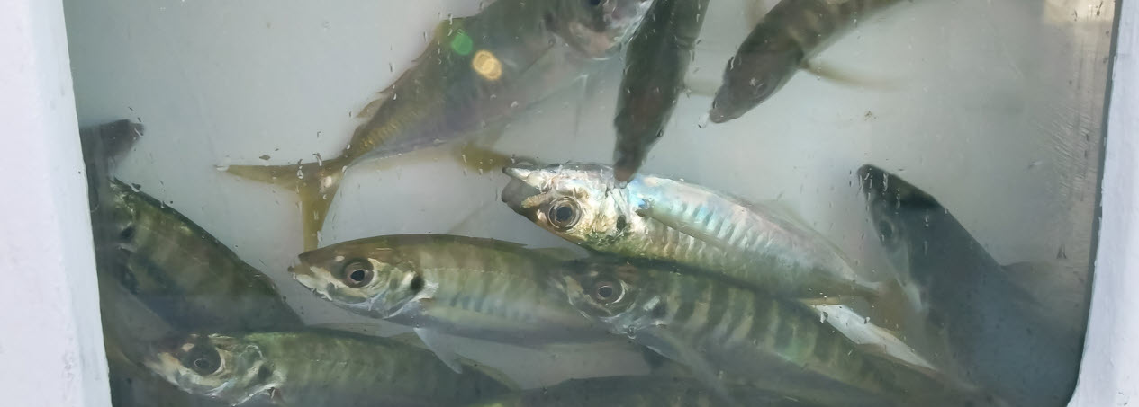 5 Steps For Fishing With Live Bait In 2025