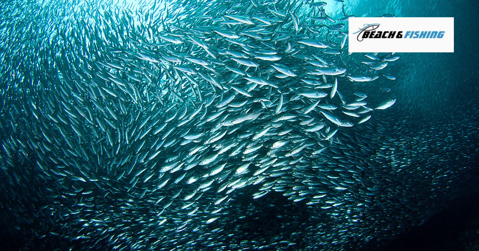 5 Steps For Fishing With Live Bait In 2025