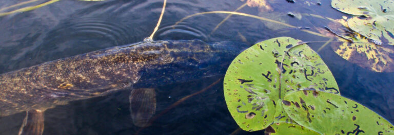 5 Tips For Catching Northern Pike In 2026