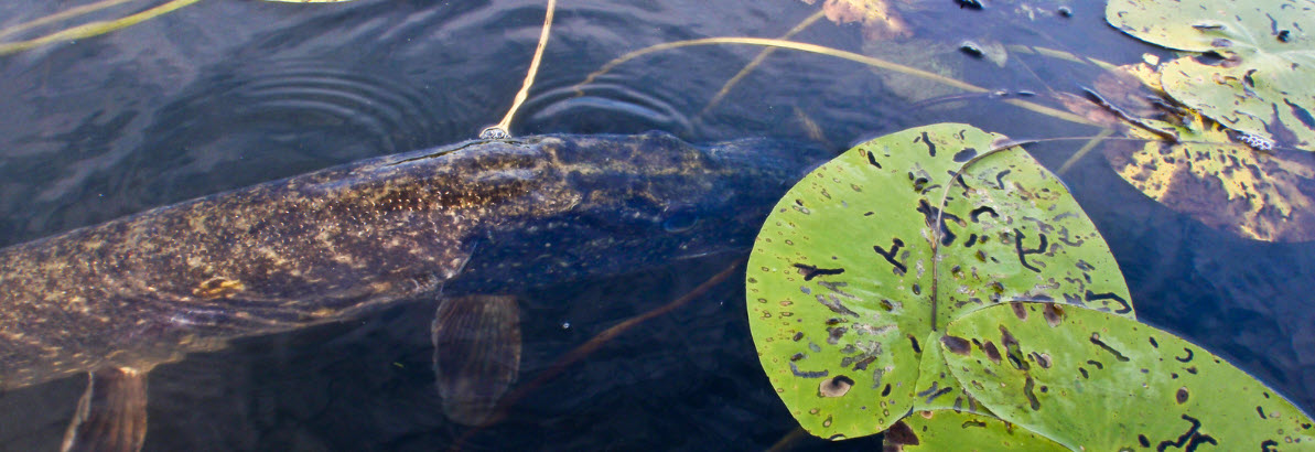 5 Tips For Catching Northern Pike In 2025