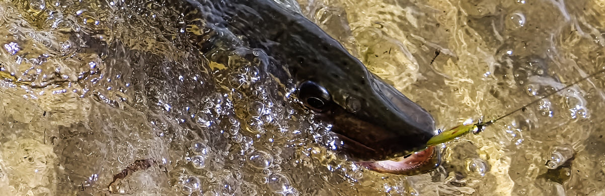 Three Best Lures For Northern Pike In 2026