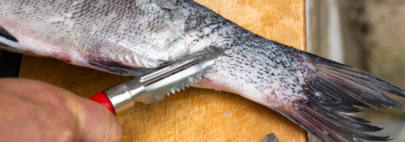 3 Best Fish Scalers For Some Smooth Fillets In 2025