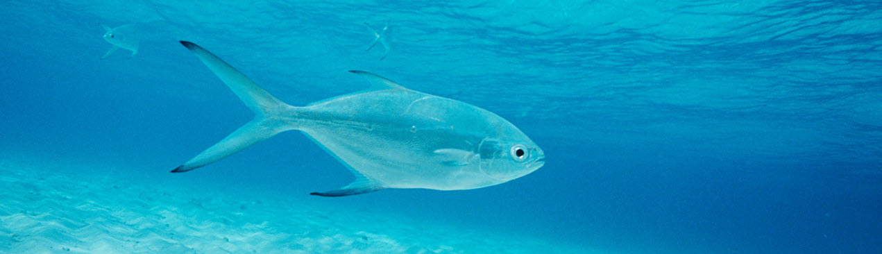3 Best Spinning Rod And Reel Combos For Pompano In 2026