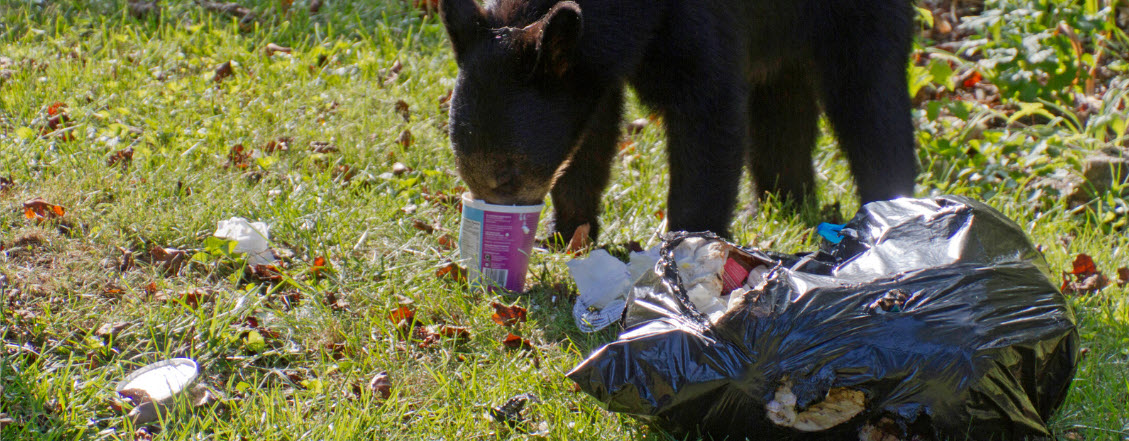 7 Tips To Keep Animals Out Of Your Campsite In 2026