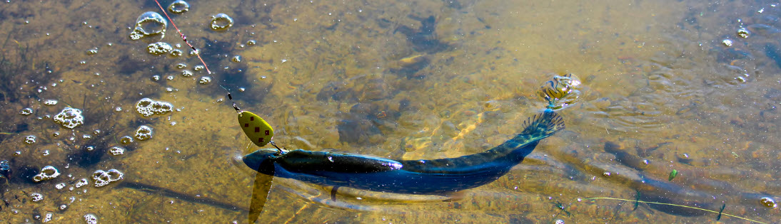 3 Spinning Rod And Reel Combos For Northern Pike In 2025