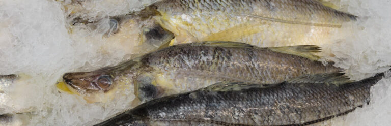 Can You Eat Snook?