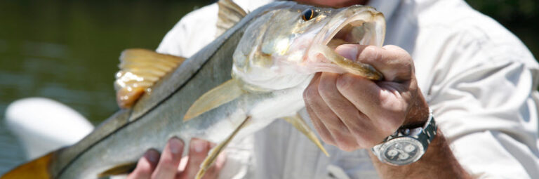 5 Tips For Catching Snook In 2026