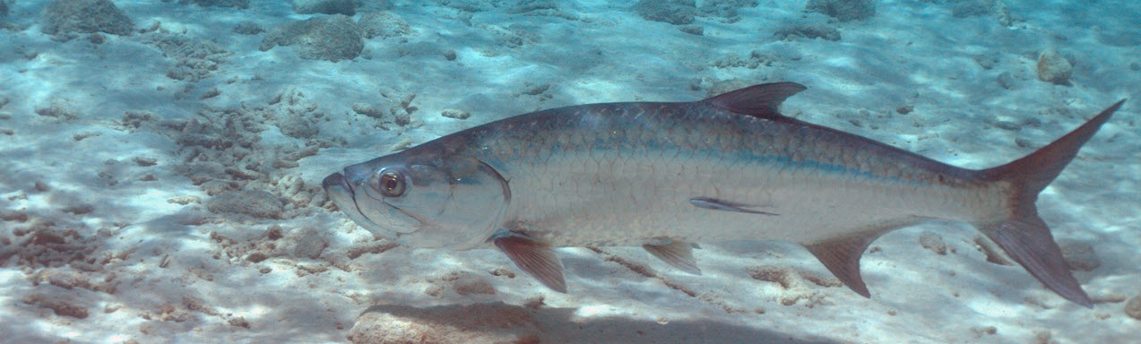 3 Best Spinning Rod And Reel Combos For Tarpon In 2026