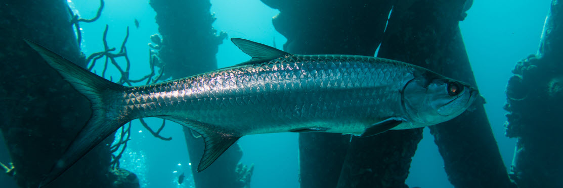 3 Best Spinning Rod And Reel Combos For Tarpon In 2026