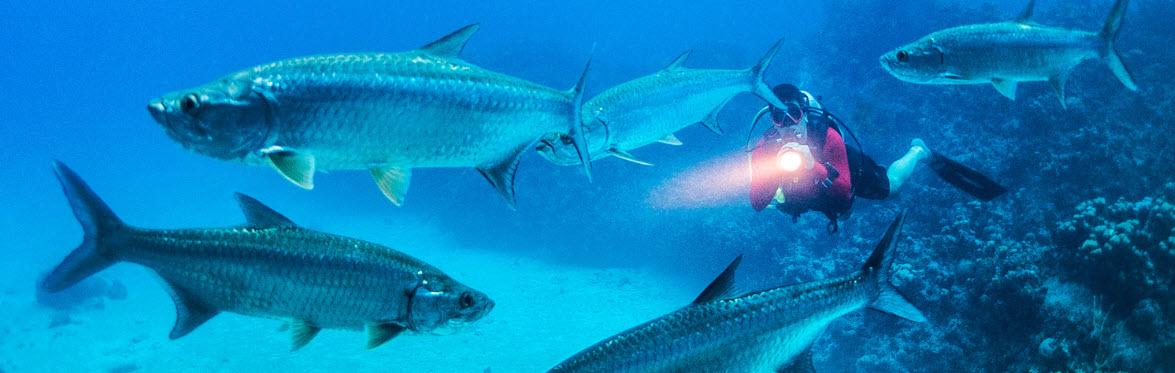 Tarpon